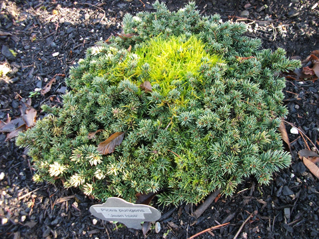 Sortiment Edwin Smits Conifers Picea pungens 'Jean Iseli'