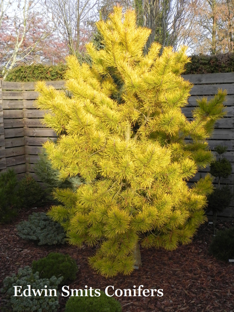 Sortiment Edwin Smits Conifers Pinus contorta 'Chief Joseph'