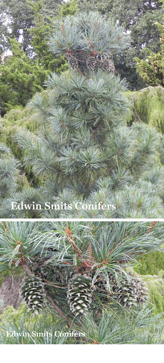 Sortiment Edwin Smits Conifers Pinus koraiensis 'Morris Blue'